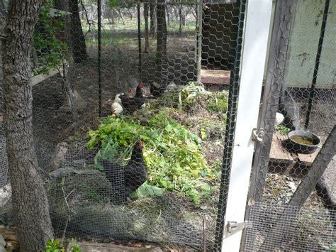 Chickens On Compost Chickens Forum At Permies