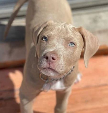 Blue Fawn Pitbull 1 Majestic And Unique Breed