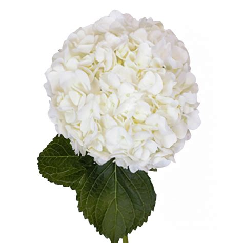 Jumbo White Hydrangea Del Alma Group