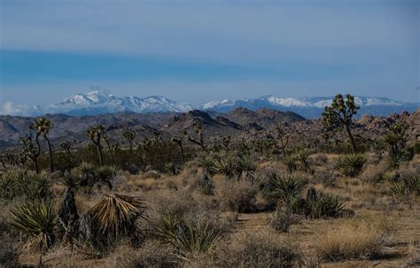 Why You Should Visit Joshua Tree National Park Lasting Adventures