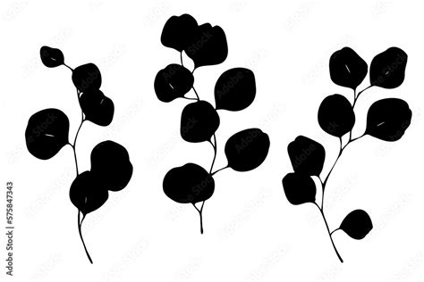 Silver Dollar Eucalyptus Branches With Round Leaves Black Silhouette