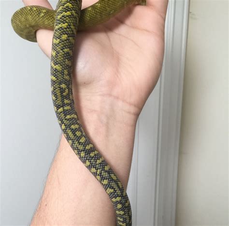 Moluccan Python Simalia Clastolepis Native Exotics Europe