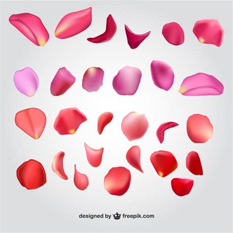 Drawings Of Rose Petals At Lori Allan Blog