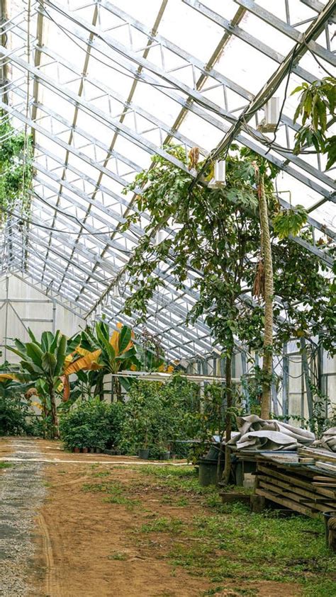 Greenhouse Interior With Tropical Plants And Clear Glass Roof Structure