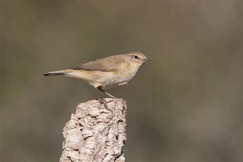 Mosquitero Sp Ebird