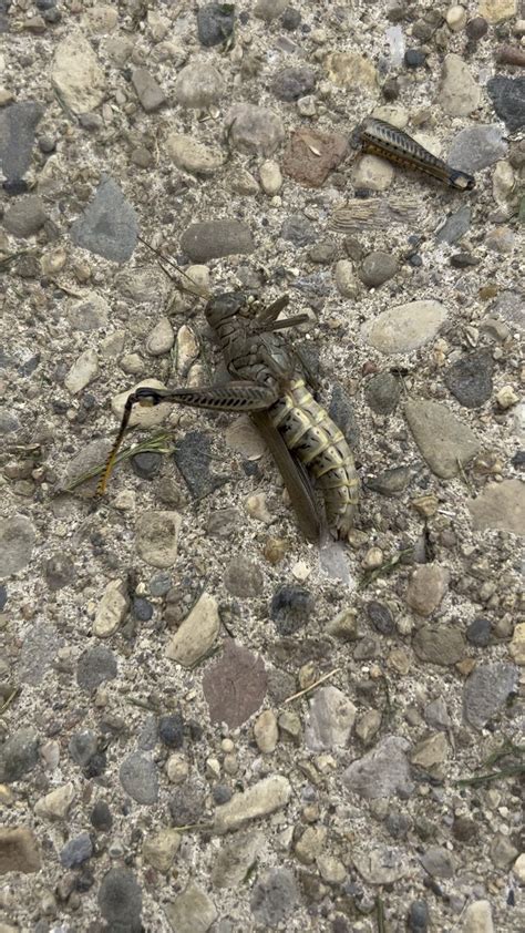 What Is Wrong With This Grasshopper Rinsects