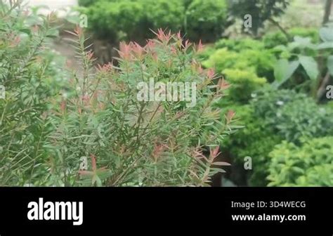 Melaleuca Linariifolia Narrow Leaf Paperbark Tree With Soft Leaves And
