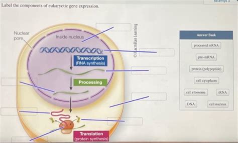 Solved Label The Components Of Eukaryotic Gene Expression