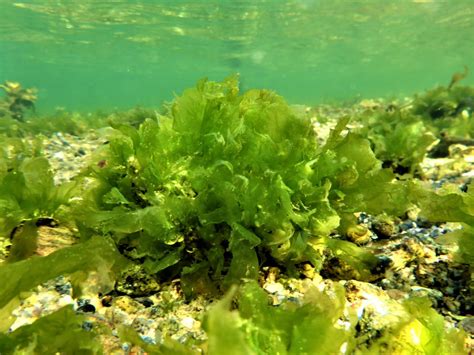 A Stable Taxonomic Framework For Ulva New Article Sophie Steinhagen