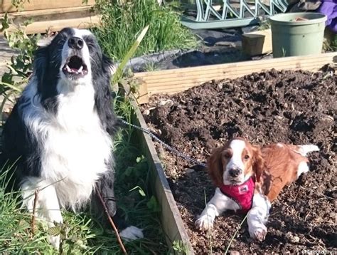 How To Puppy Proof Your Garden Garden Consultant Pet Friendly Garden