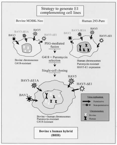 Strategy For The Generation Of Somatic Cell Hybrids Mdbk Cells Support Download Scientific