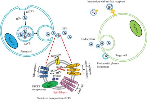 Schematic Illustration Of Formation Structure And Uptake Of Download Scientific Diagram
