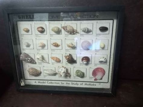 Shell Specimen Collection Hobbies And Toys Memorabilia And Collectibles Vintage Collectibles On