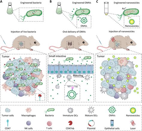 Engineering Bacteria And Their Derivatives For Cancer Immunotherapy Download Scientific