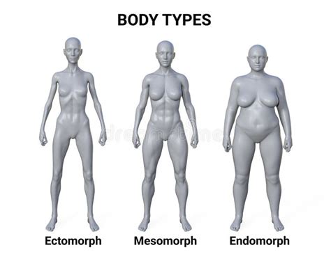 A 3d Illustration Of A Female Body Showcasing Three Different Body Types Ectomorph Mesomorph