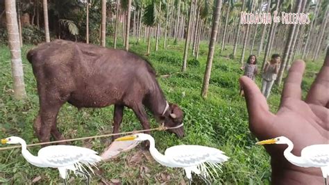 Dance With Buffello Youtube