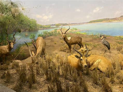 Shoebill Nile Lechwe White Eared Kob Waterbuck By Tigerclaw82 On Deviantart