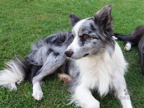 Darujeme Steniatko Border Kolia Darujem Psa Border KÓlia Pessk