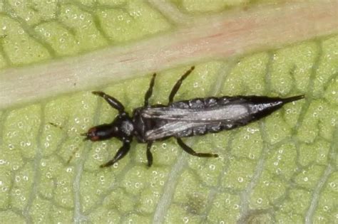 Thunder Flies Uk What Thunderbugs Are Why They Are Here And Do They