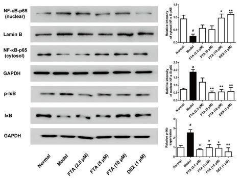 Effect Of Fta On Nf κb Signaling Pathway Activation In Download