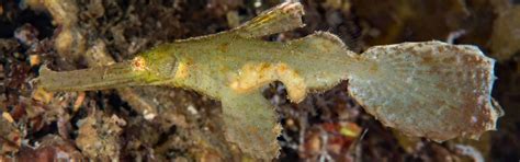 Discover The Robust Ghost Pipefish A Fascinating Marine Species
