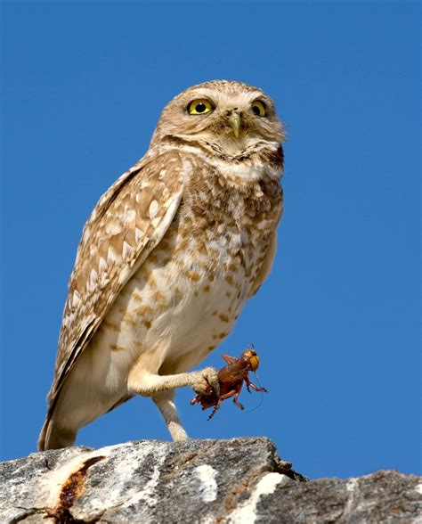 Burrowing Owl Hunting
