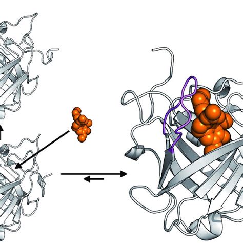 Schematic Illustration Of The Principle Of Conformational Selection