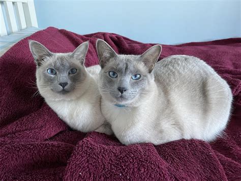 Bonded Brothers Mochi And Mika Siamese X Ragamese Rbondedpairs