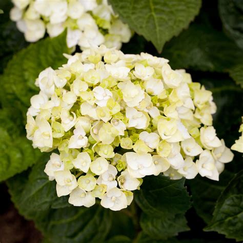Hydrangea Macrforever And Ever Red R