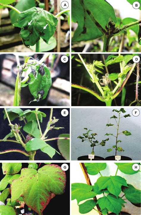 Symptoms Of Ramulosis And Anthracnose Observed On Cotton Plants During