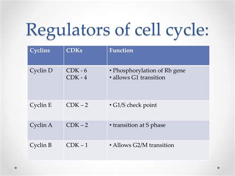 Regulators Of Cell Cycle At Fernando Crawford Blog