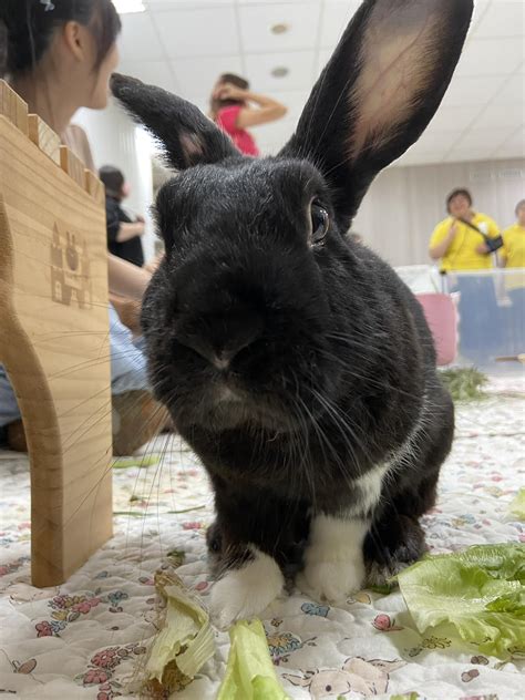 台灣愛兔協會 來自農場的棗安晨之美，剛來的時候全身是傷，平常安安靜靜的有點怕人，獨自玩耍的時候會跳兔子舞、跟兔兔玩耍的時候會兔來瘋的孩子。 週二晨小美因為食慾不佳送醫住院，週三晚上很突然的