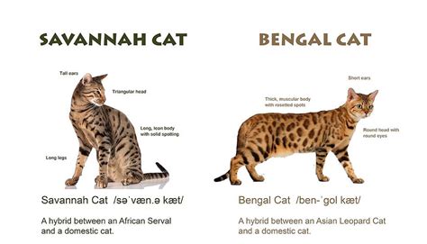 Bengal Cat Size Chart How Big Do Bengal Cats Get Yozji