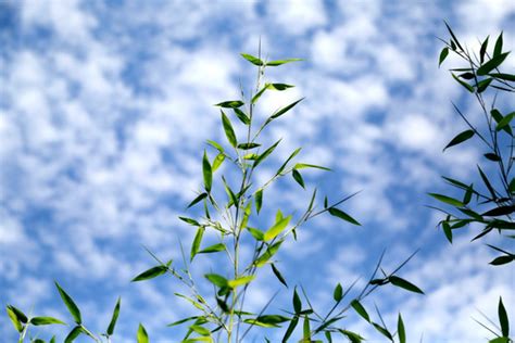 透明竹子图片素材 透明竹子设计素材 透明竹子摄影作品 透明竹子源文件下载 透明竹子图片素材下载 透明竹子背景素材 透明竹子模板下载 搜索中心