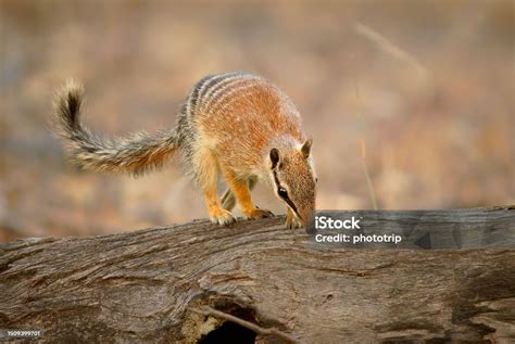 Numbat Myrmecobius Fasciatus Also Noombat Or Walpurti Insectivorous
