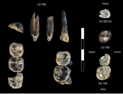 Hallan Una Nueva Especie De Australopithecus Que Coexistió Con Los Primeros Homo La Crónica De Hoy