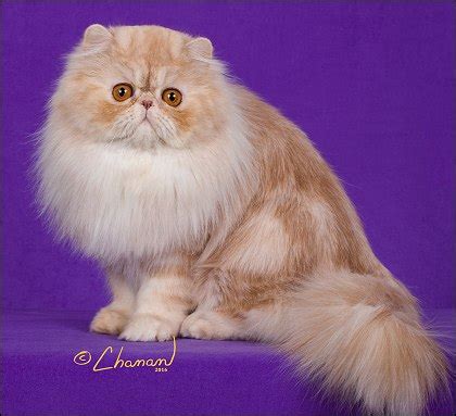 Cfa Persian Breed Council Tabby Division Winners