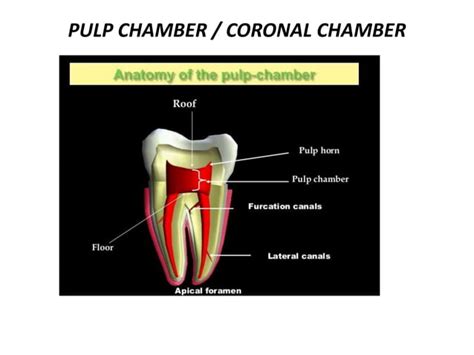 Morphology And Internal Anatomy Of Root Canal System Pptx