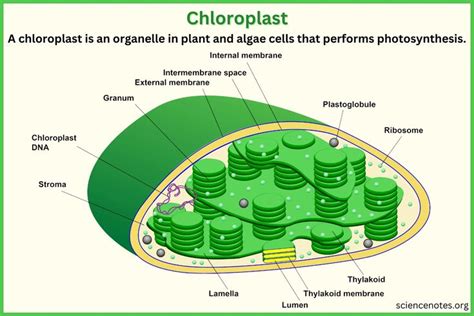 Chloroplast Function And Diagram