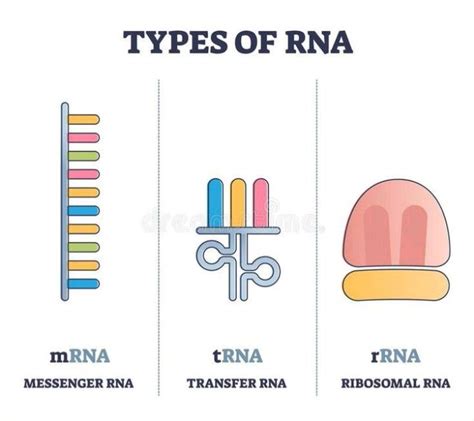 Types Of Rna In Biology