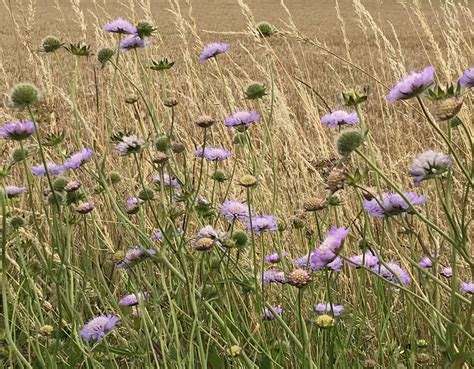 Field Scabious Seedball