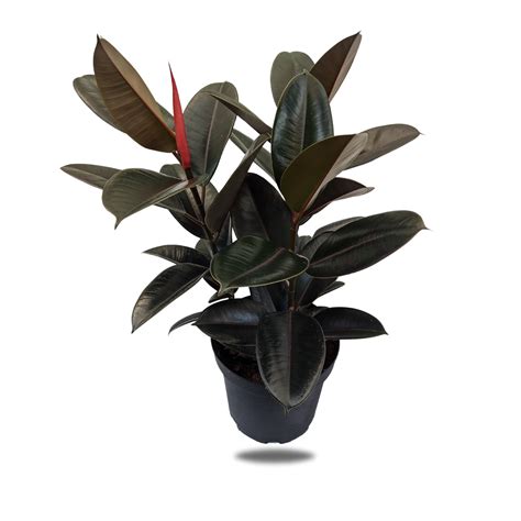 Ficus Elastica The Flower Factory