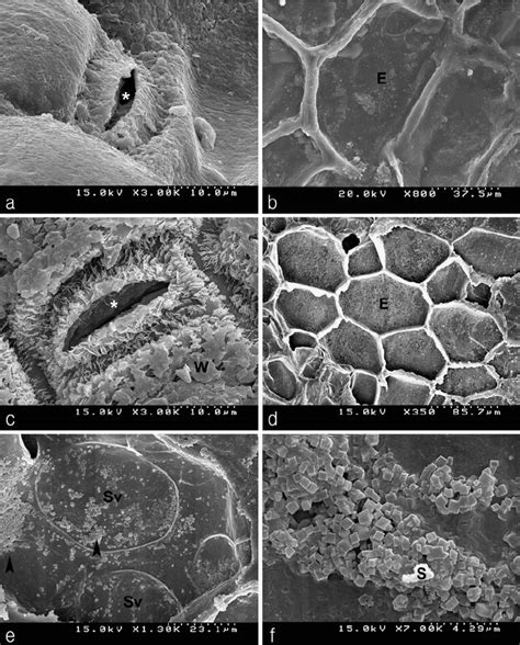 Scanning Electron Micrographs Of The Epidermis Obtained From Plants Download Scientific Diagram