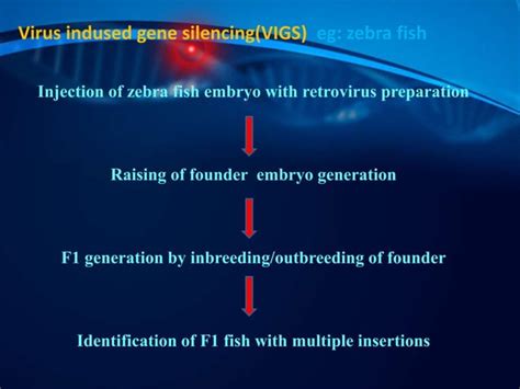 Forward And Reverse Genetics Pptx Genetics Science