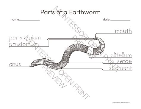 Montessori 3 Part Cards And Definitions Parts Of The Earthworm Made