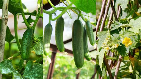How To Grow Cucumbers Vertically Simple Methods To Try Homes And Gardens