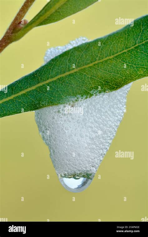 Cuckoo Spit Common Froghopper Philaenus Spumarius Protective Bio Foam Attached To A Bog
