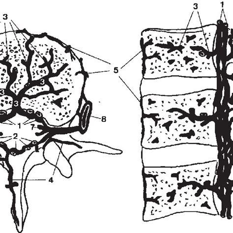 Schematic Representation Of The Vertebral Venous System At The Lumbar