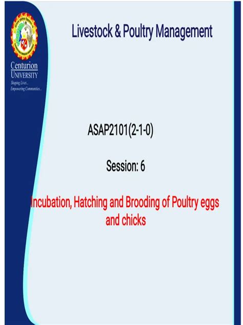 Ppt 12 Incubation Hatching And Brooding Of Poultry Eggs And Chicks