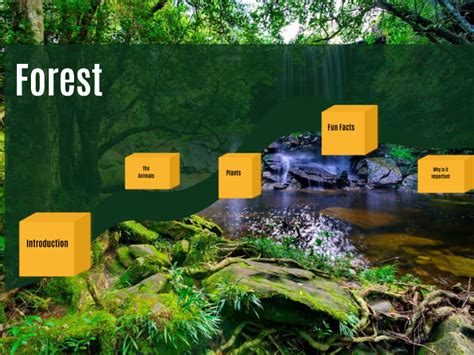 Tropical Rain Forest By Dhyan A On Prezi